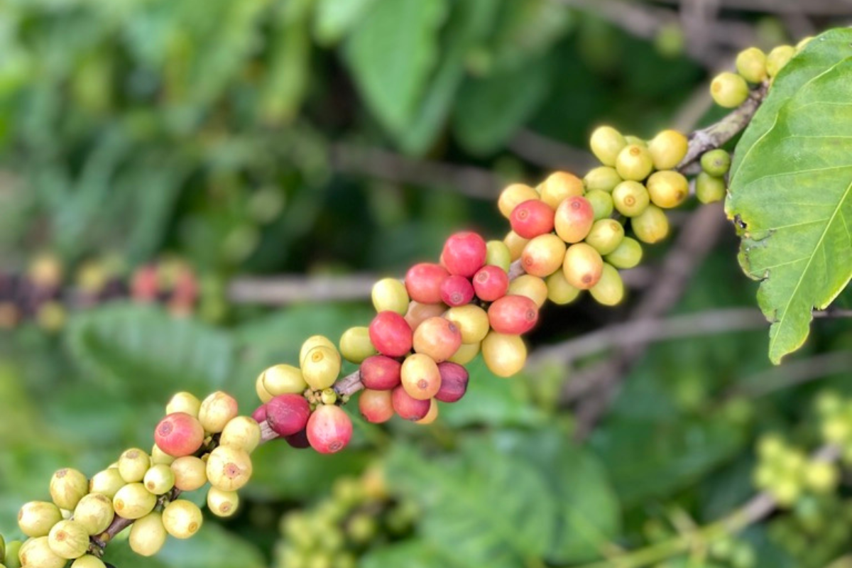 The Best Kauai Coffee to Try If You Love Kona Coffee Beans