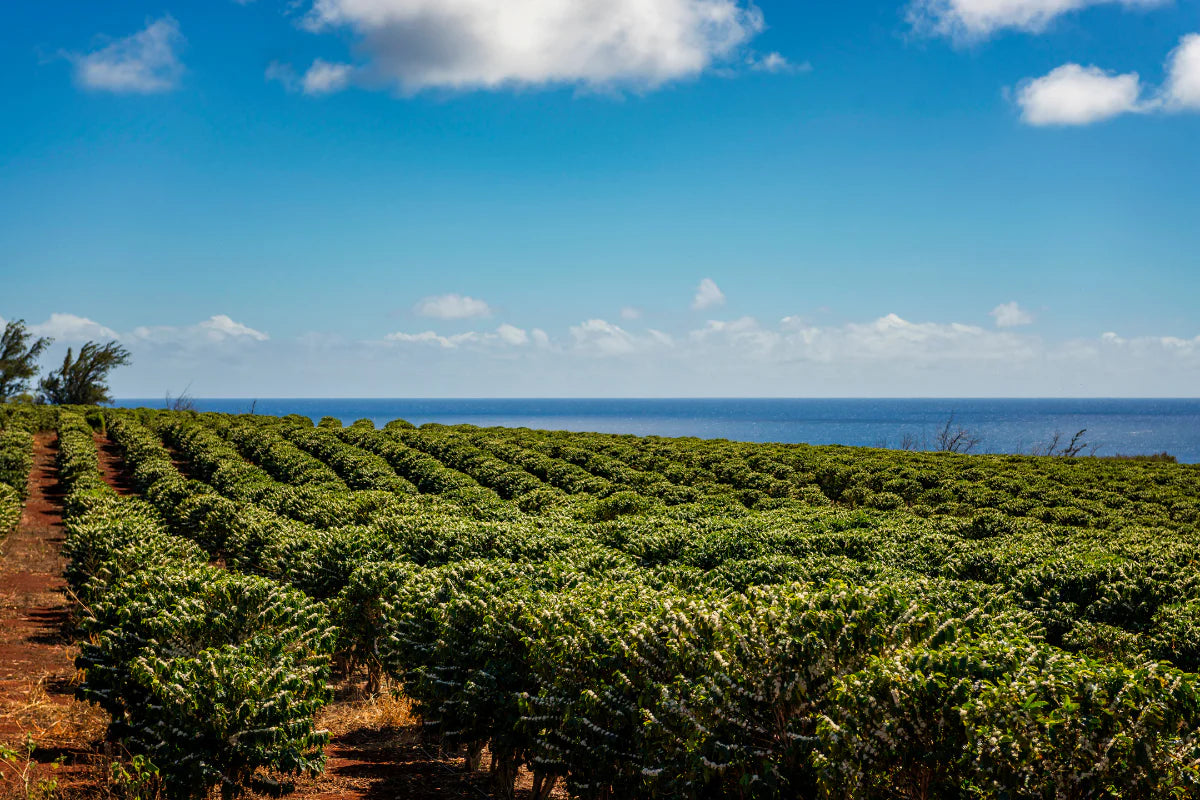 Kauai Estate Reserve Subscription Coffees – Kauai Coffee